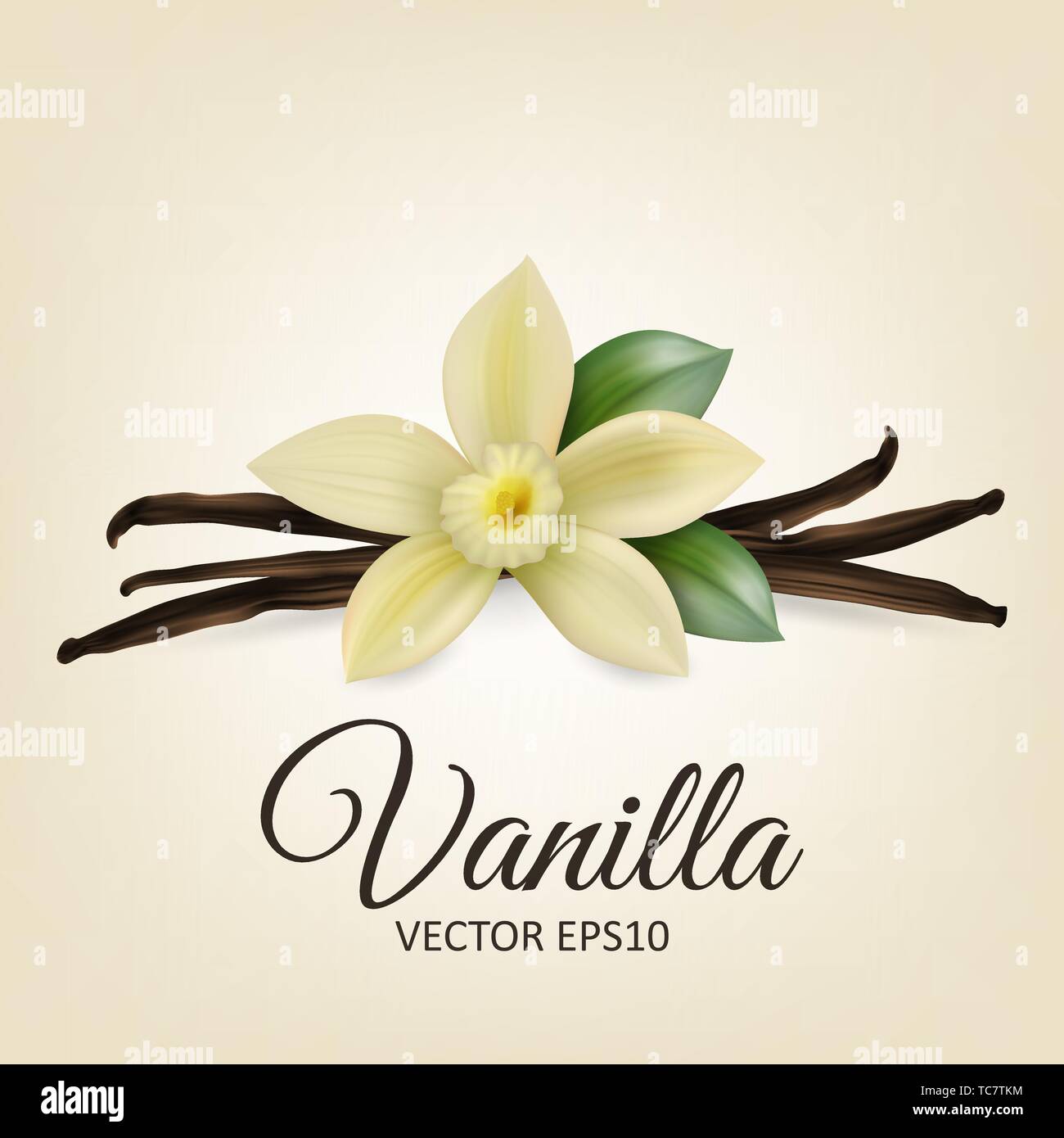 Vector 3d Realistic Composition with Sweet Scented Fresh Vanilla Flower ...