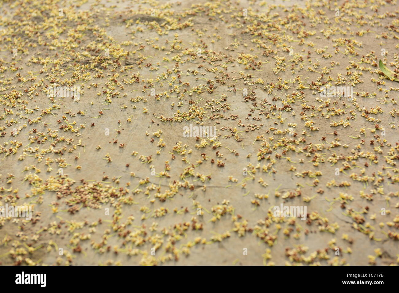 Silver osmanthus hi-res stock photography and images - Alamy