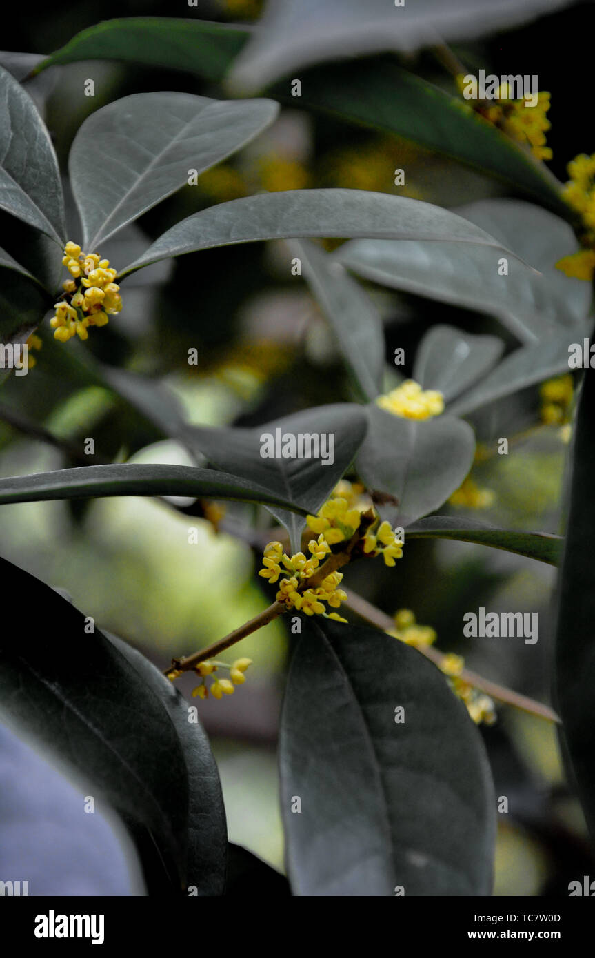 Osmanthus fragrans hi-res stock photography and images - Alamy