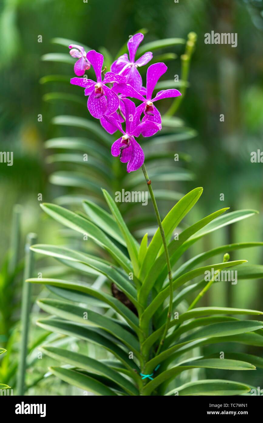 Dbku hi-res stock photography and images - Alamy
