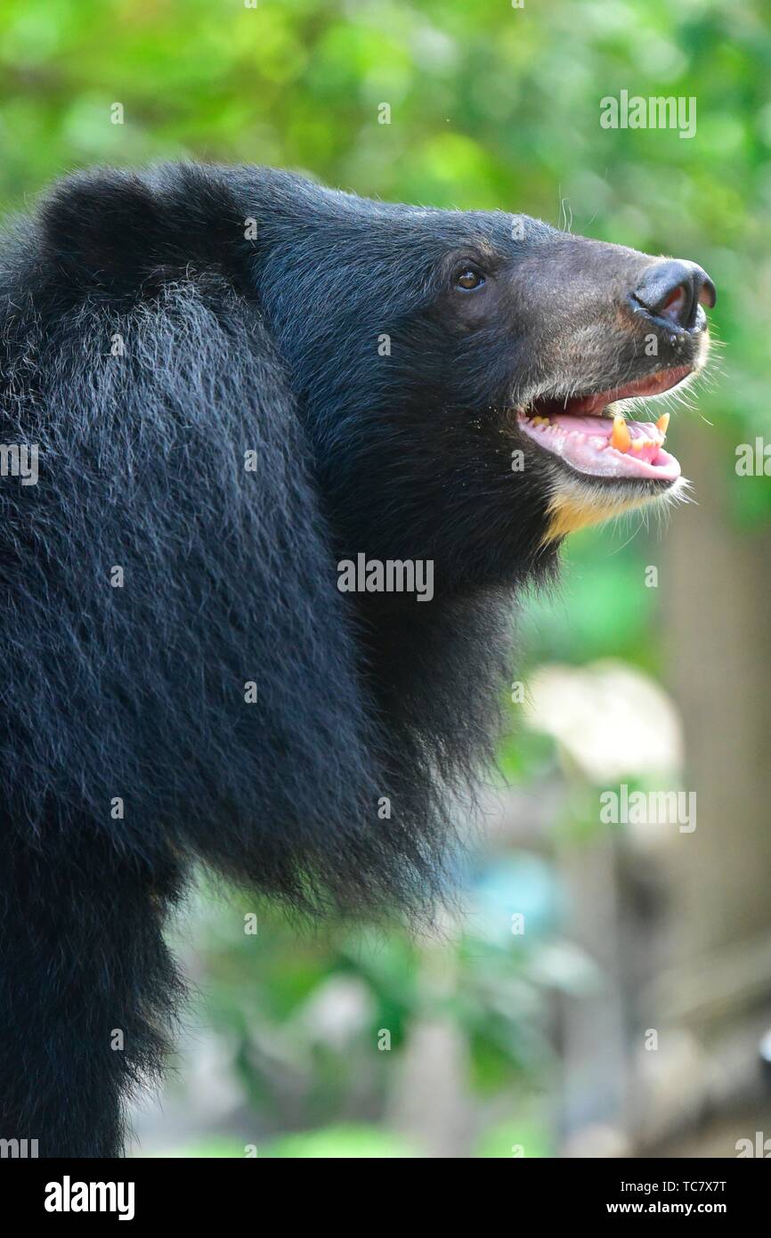 Moon bear hi-res stock photography and images - Alamy