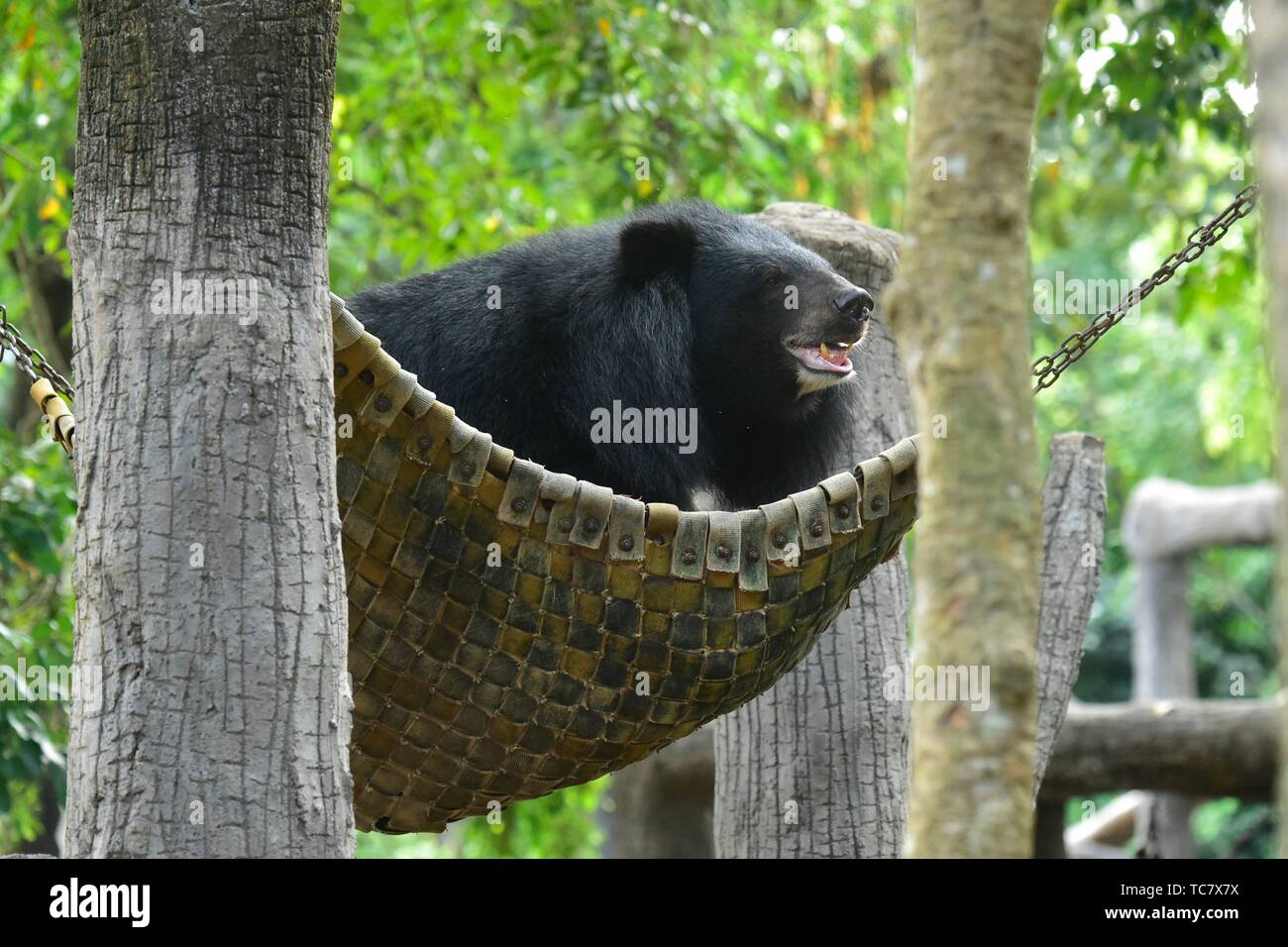 Moon Bear,Asiatic Black Bear,Phnom Tamao Wildlife Rescue Center,Takeo ...