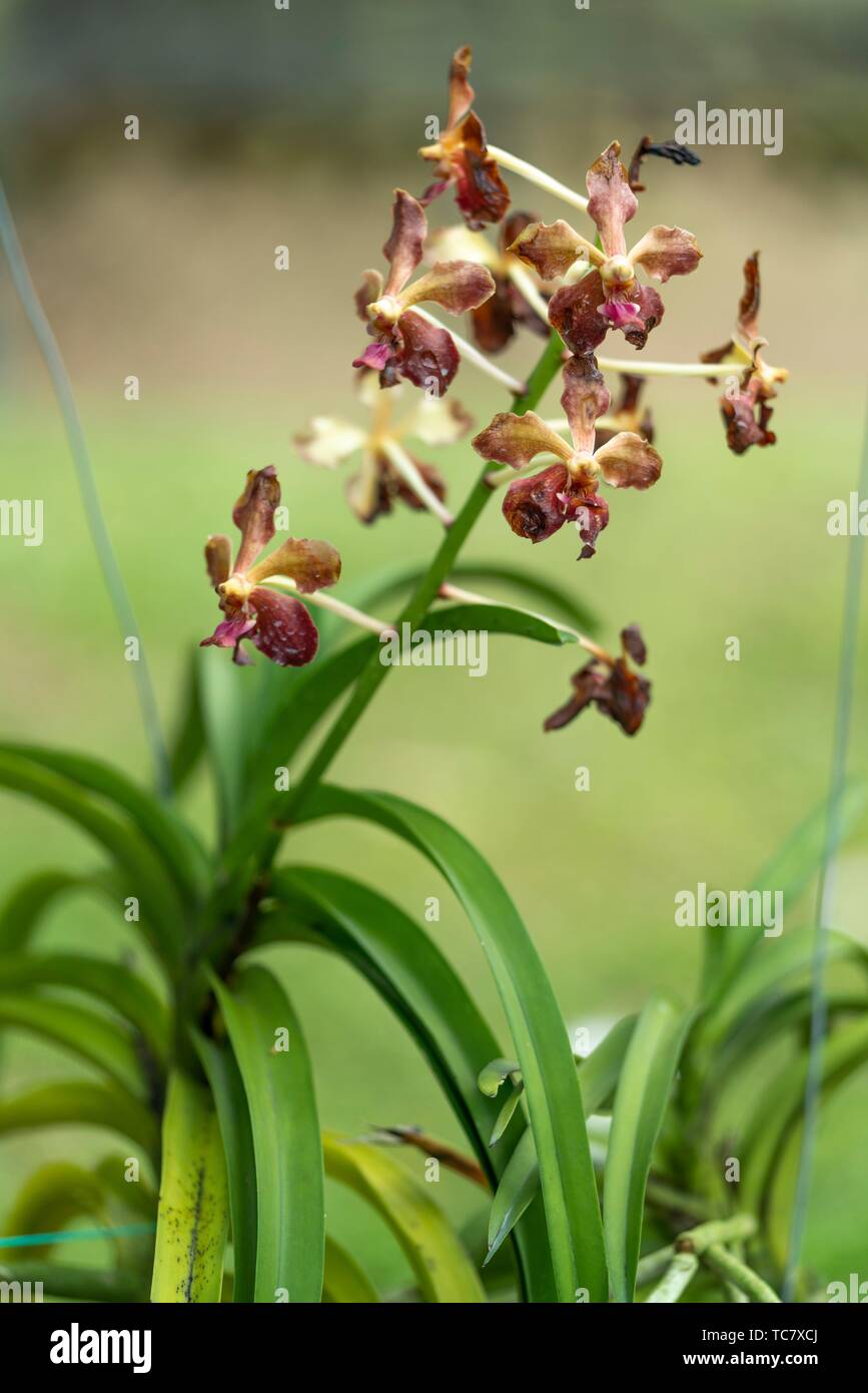 DBKU Orchid Garden, Kuching, Sarawak, Malaysia Stock Photo - Alamy