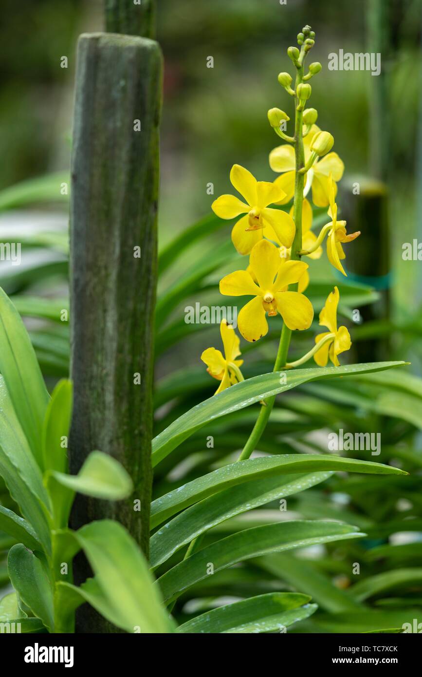 Dbku hi-res stock photography and images - Alamy
