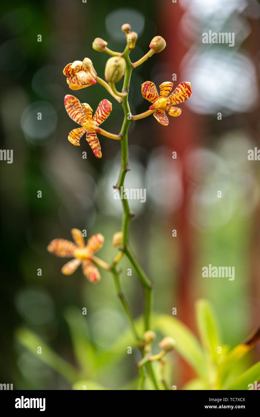 Dbku hi-res stock photography and images - Alamy
