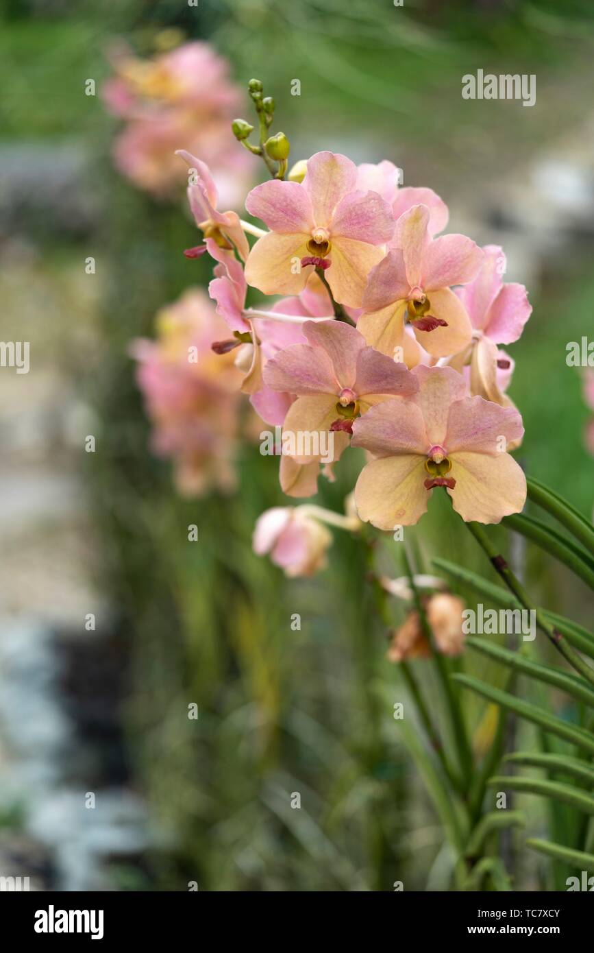 Dbku hi-res stock photography and images - Alamy
