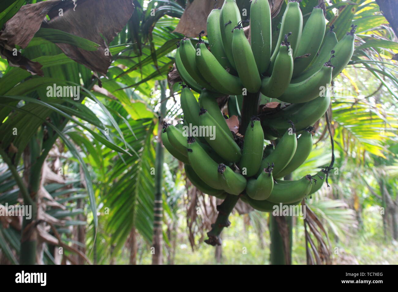 Bananas growing on a tree Stock Photo - Alamy