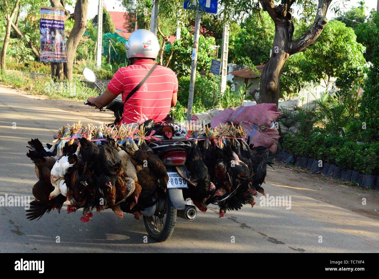 Motorcycle chicken hi-res stock photography and images - Alamy