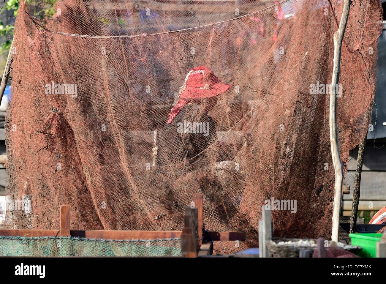 Sap Collecting High Resolution Stock Photography and Images - Alamy