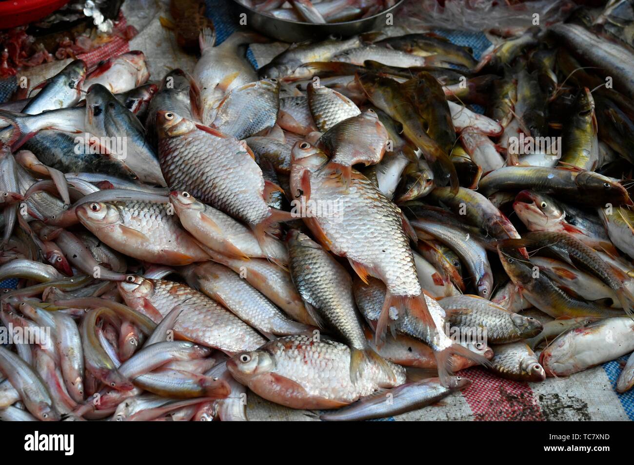 Cambodia fish hi-res stock photography and images - Alamy