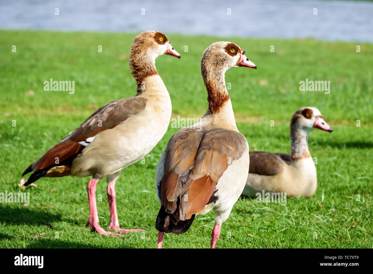 Miami Beach Florida,Normandy Shores Public Golf Club Course,Egyptian ...