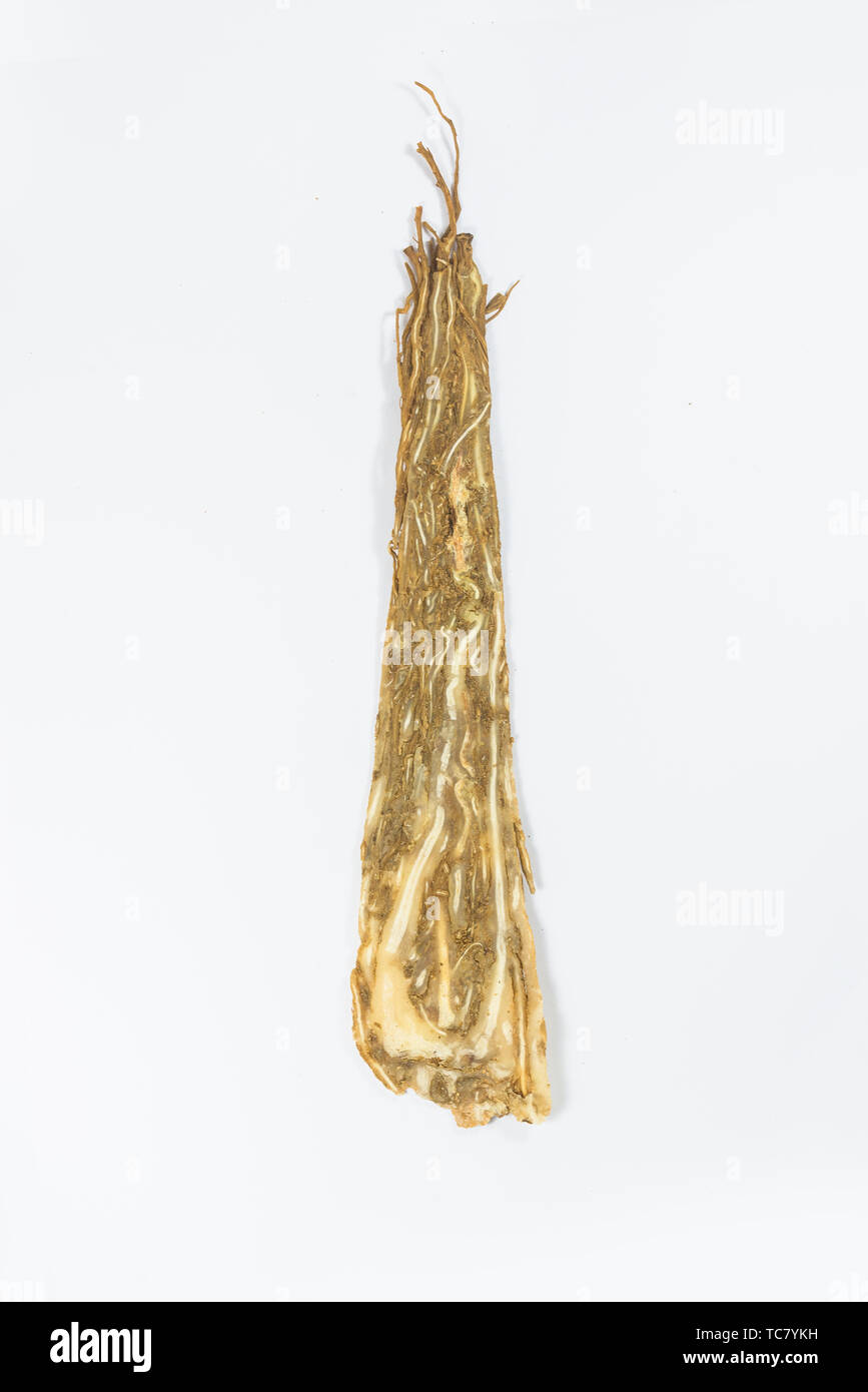 Angelica on white background Stock Photo - Alamy