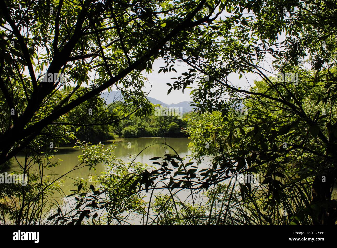 Scenery of Xixi Wetland Park in Hangzhou Stock Photo - Alamy