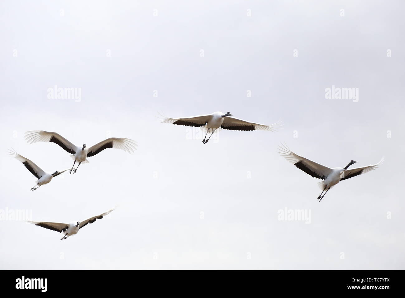 Pigeons and animals outdoors poultry hi-res stock photography and ...