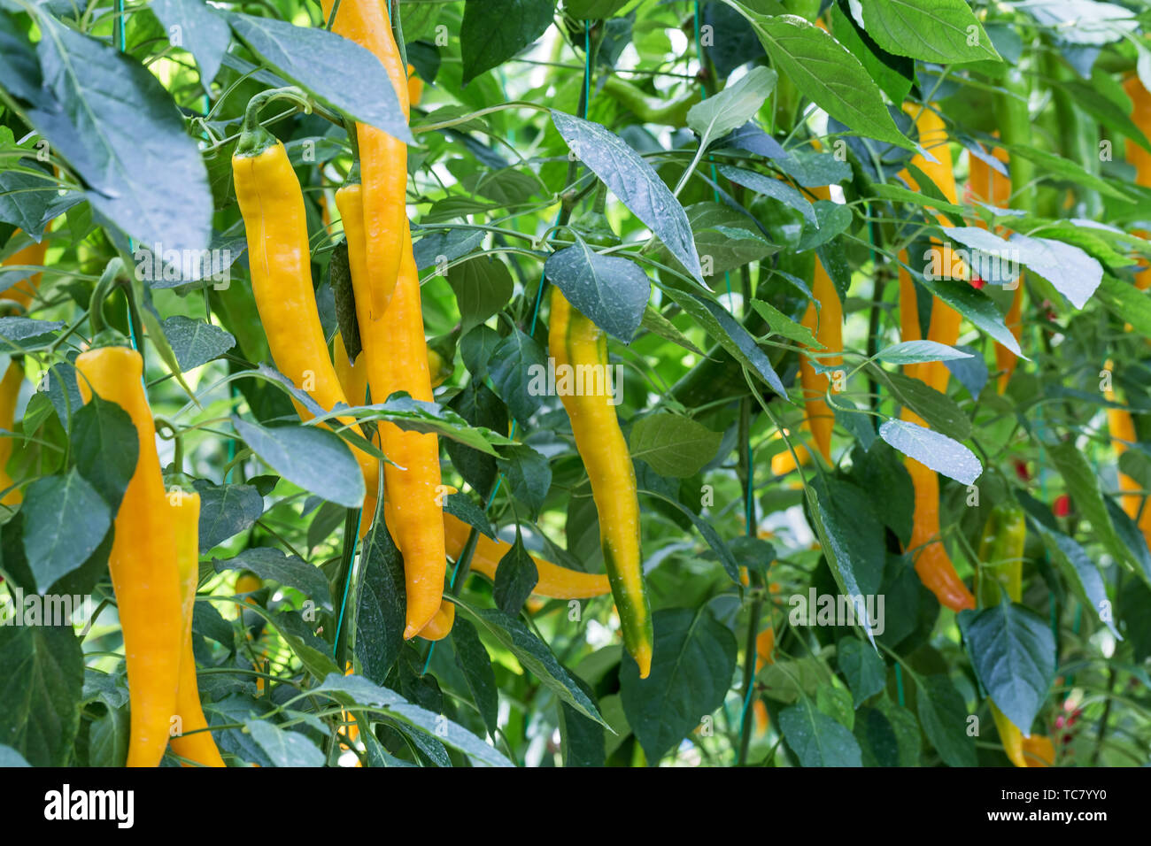 Bright coloured fruits and vegetables hi-res stock photography and ...