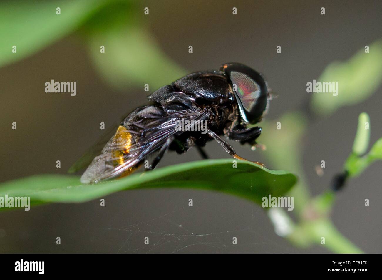 Diptera Flying High Resolution Stock Photography and Images - Alamy
