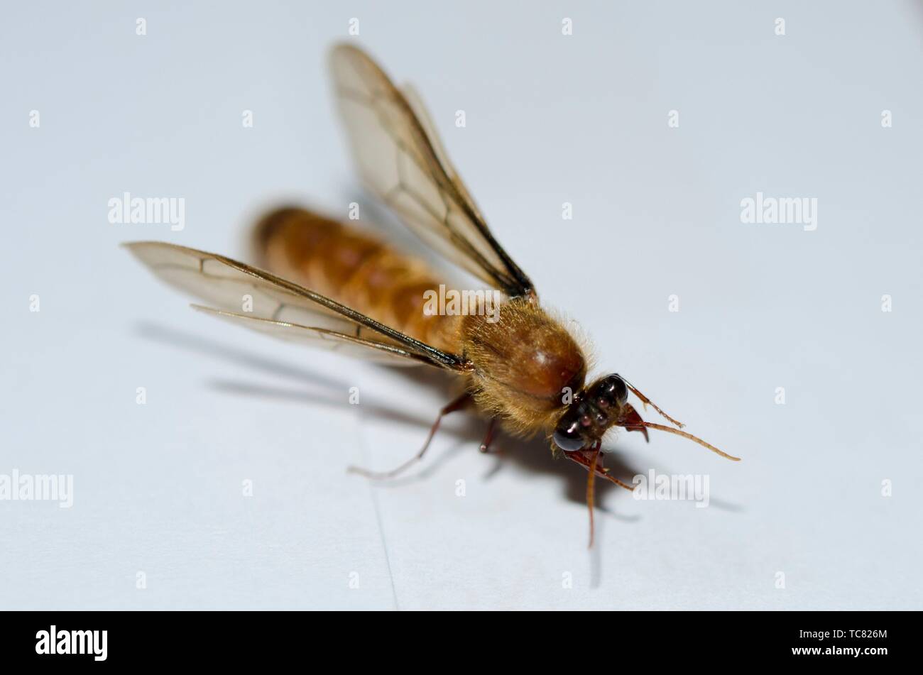 Winged Ant High Resolution Stock Photography and Images - Alamy