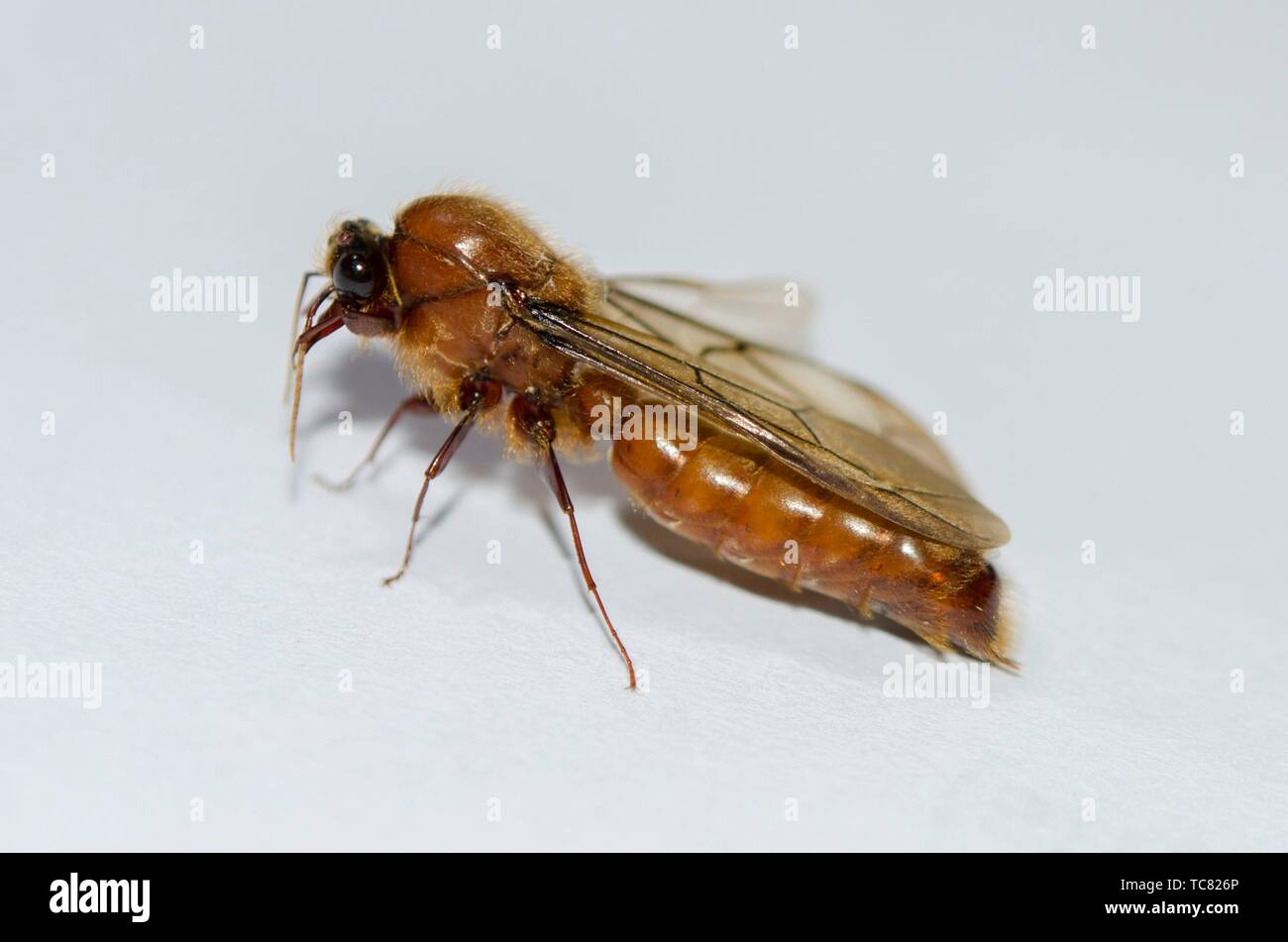 Driver Ant High Resolution Stock Photography and Images - Alamy