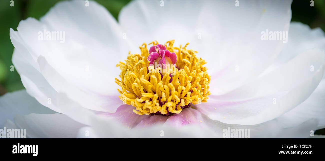 Luoyang peonies and flowers hi-res stock photography and images - Alamy
