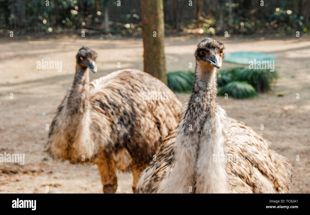 emus Stock Photo - Alamy