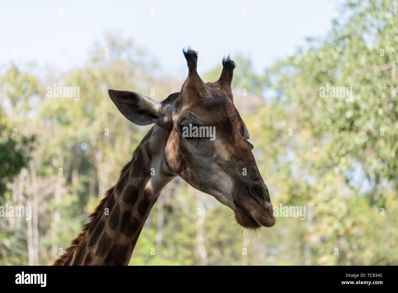 Furious giraffe hi-res stock photography and images - Alamy