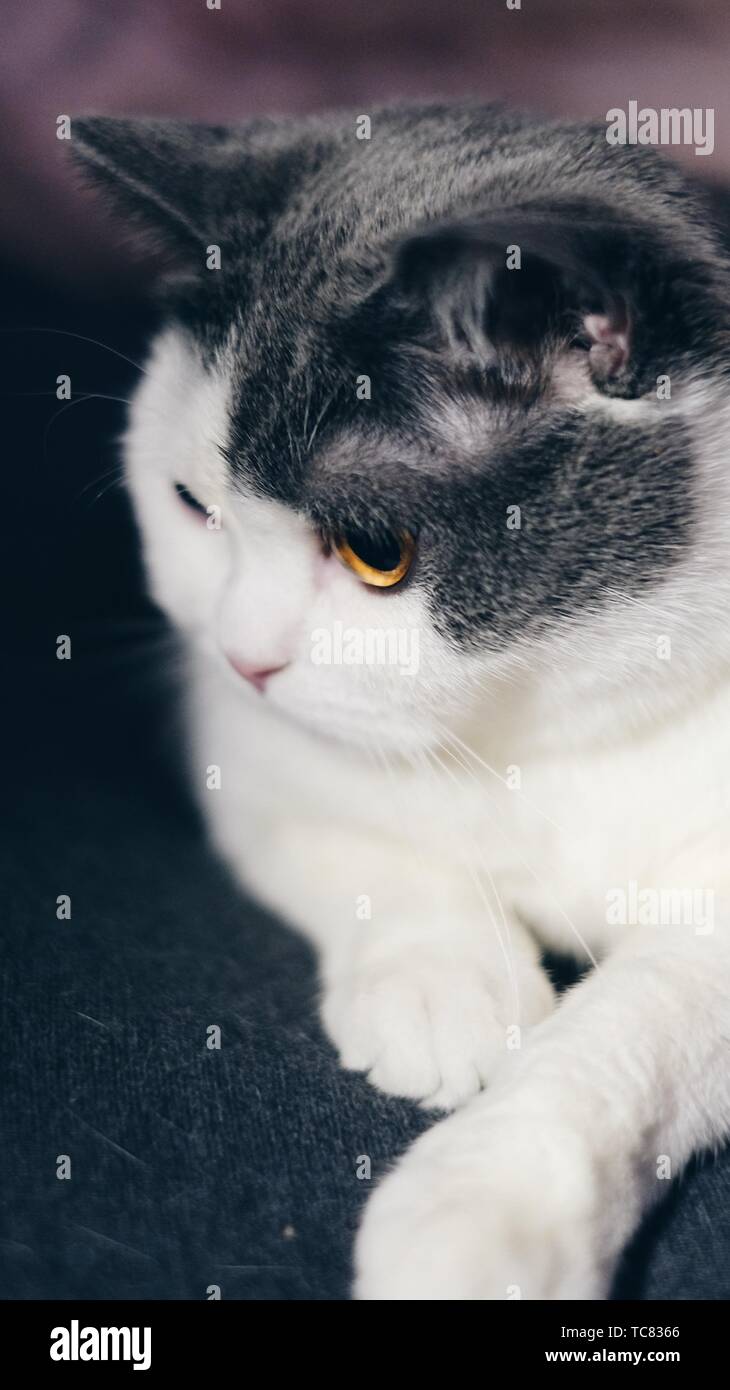 English cat hi-res stock photography and images - Alamy