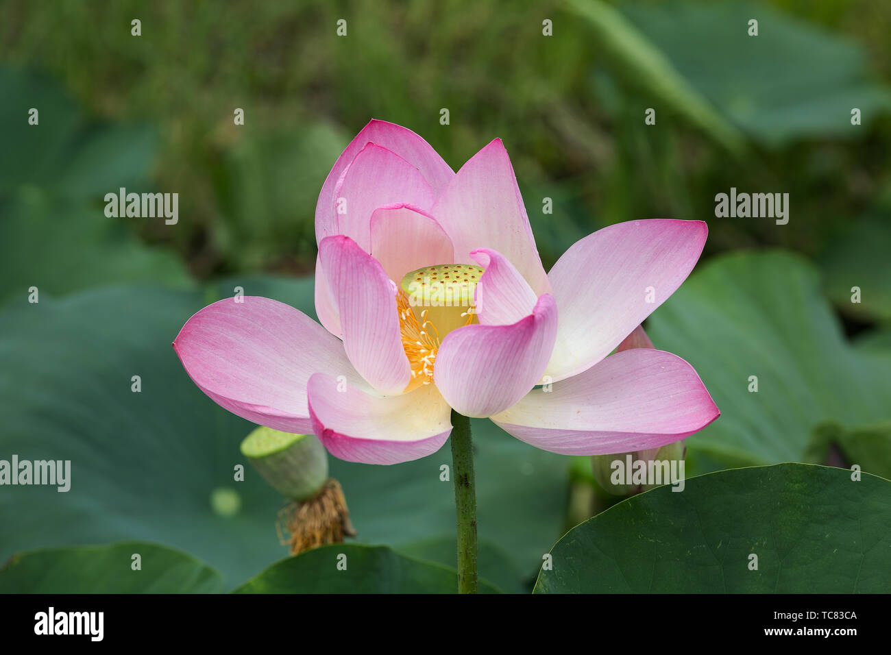 Lily mei hi-res stock photography and images - Alamy