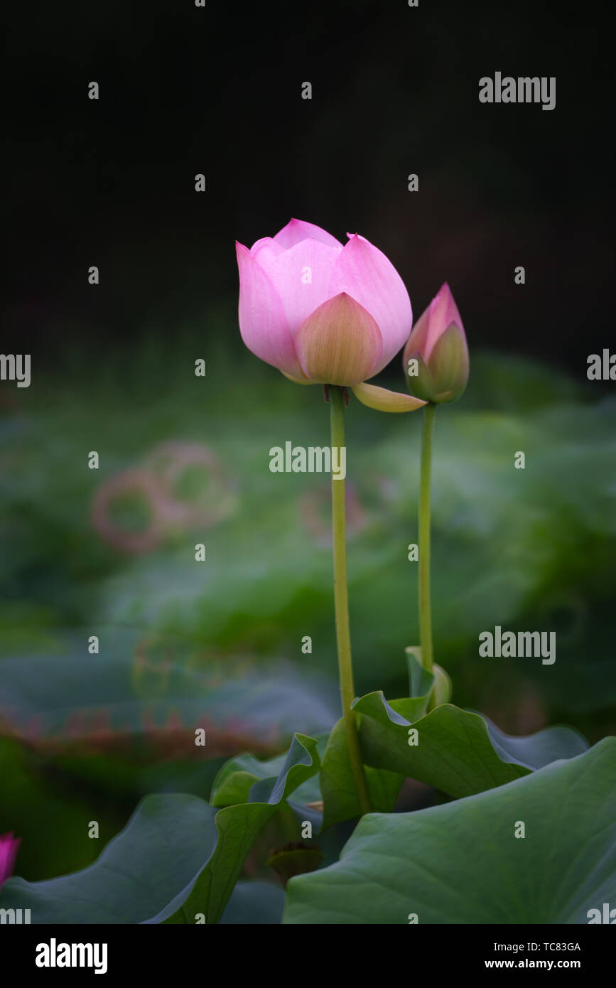 Aquatic plants in foreign countries hi-res stock photography and images ...