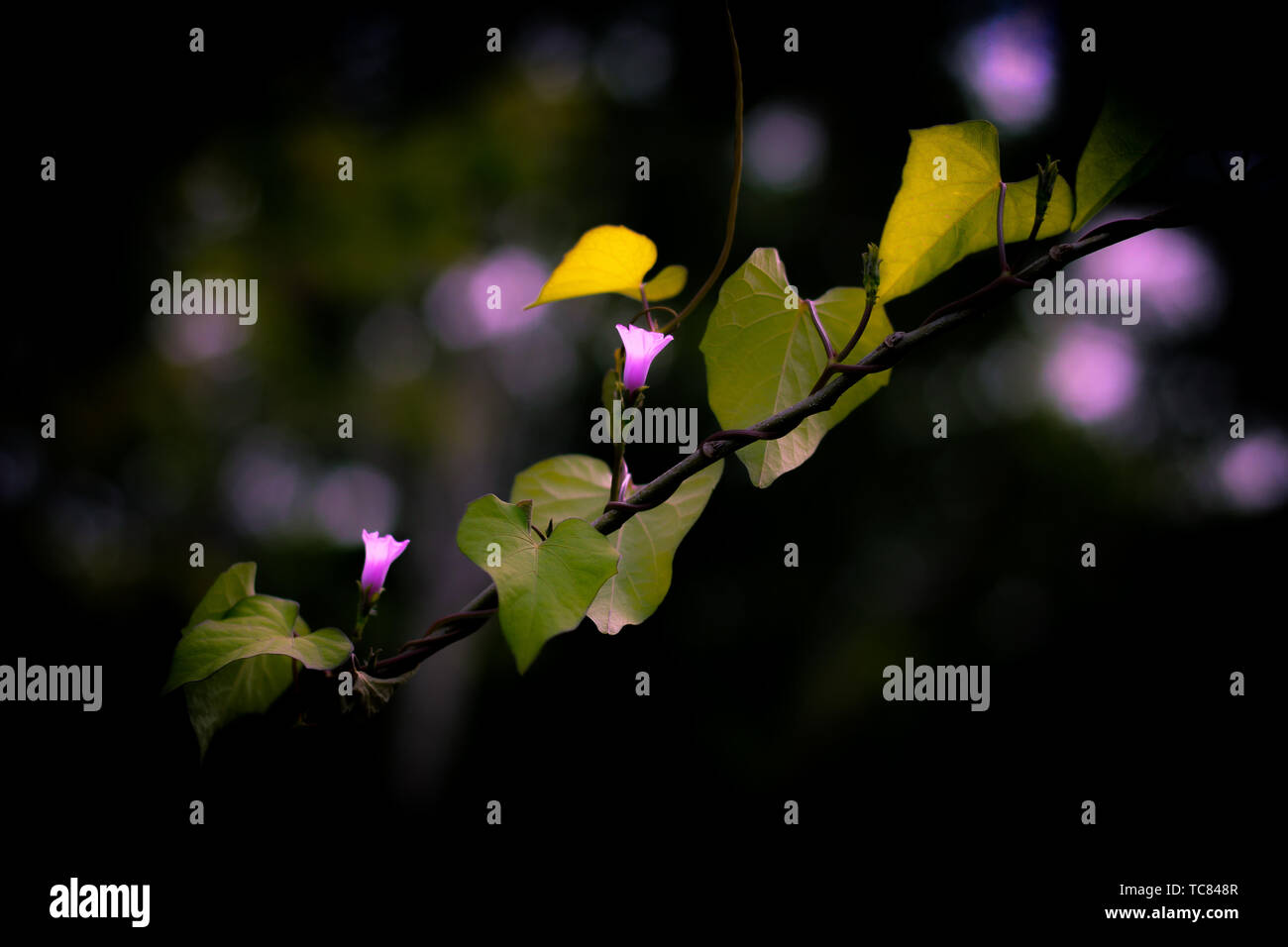Spring black background green leaves with flowers Stock Photo - Alamy