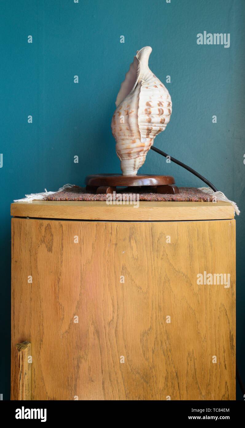 Lamp shell hi-res stock photography and images - Alamy