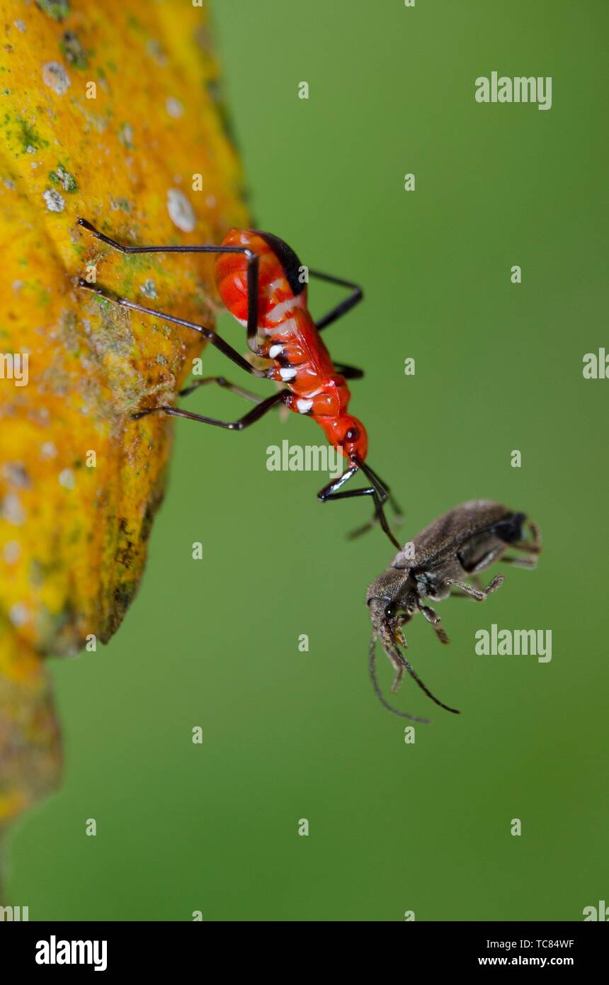 Dindymus hi-res stock photography and images - Alamy