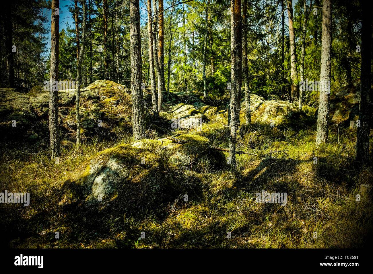 Typical forest vegetation of Sweden Stock Photo - Alamy