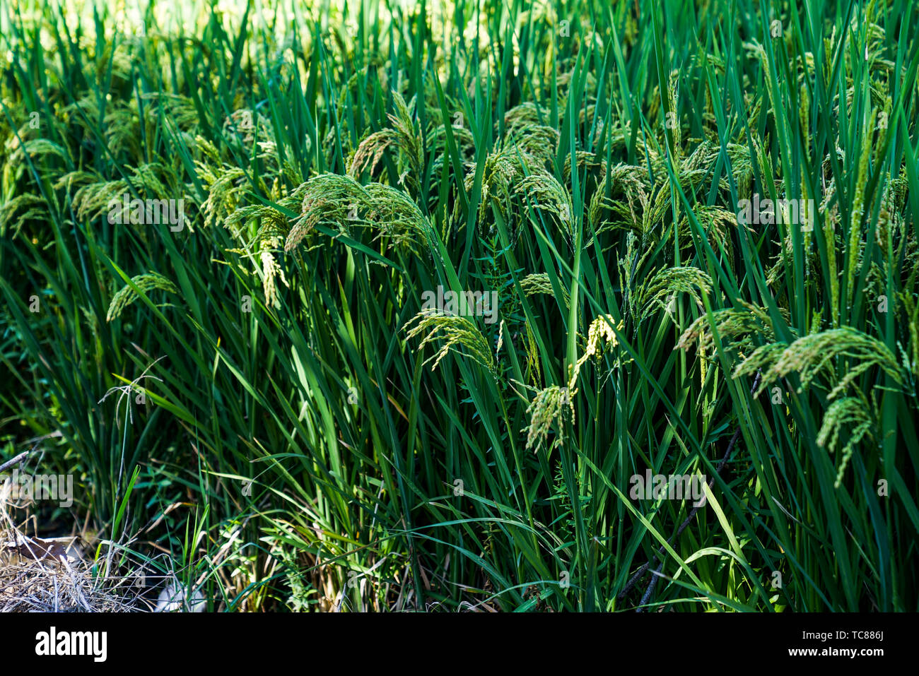 Summer crops dry meadows hi-res stock photography and images - Alamy