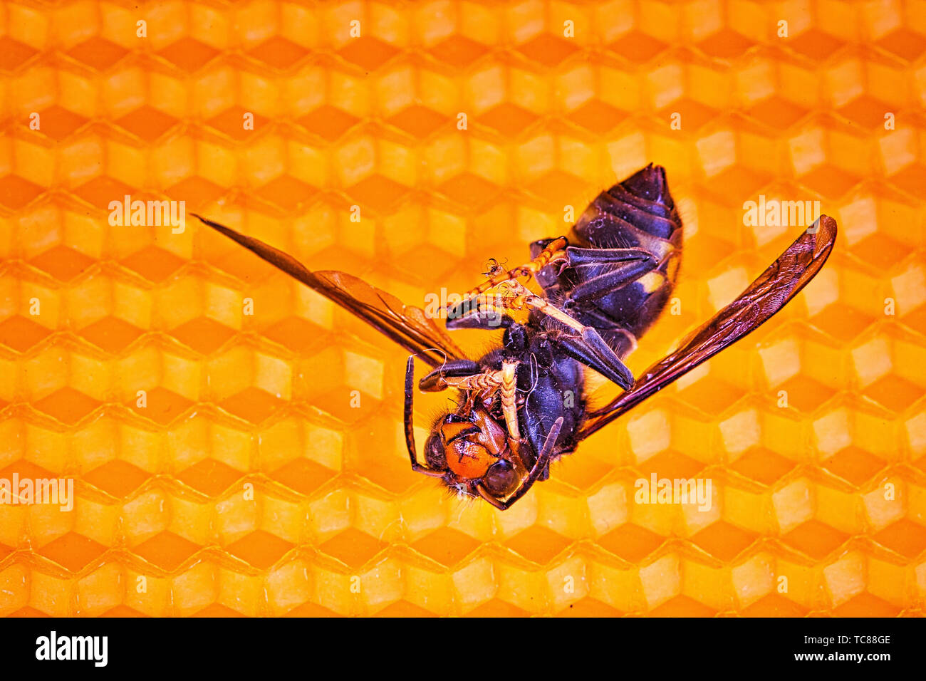Macro picture of dead Asian hornets on a new yellow orange frame of ...