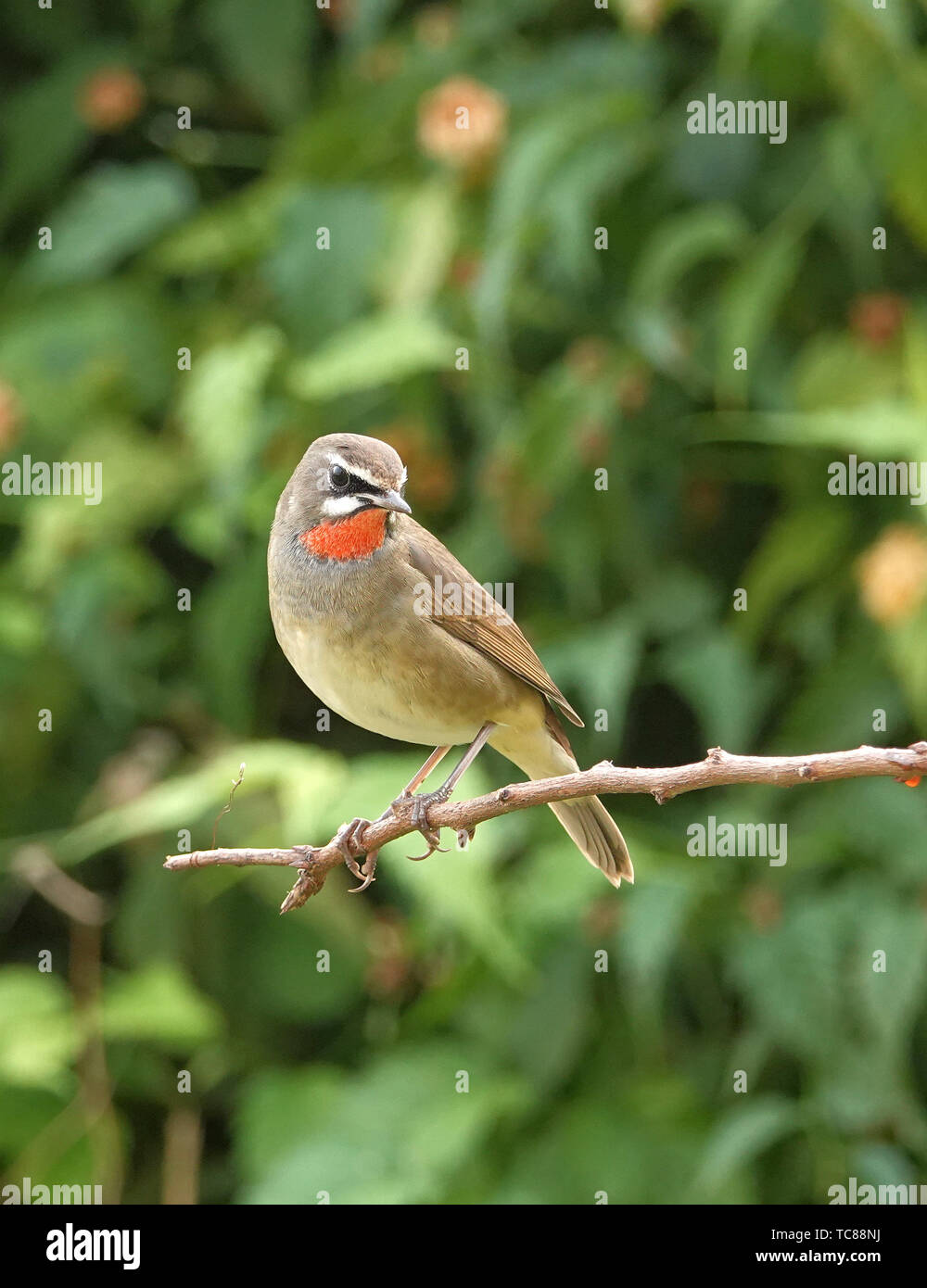 A robin flies hi-res stock photography and images - Alamy