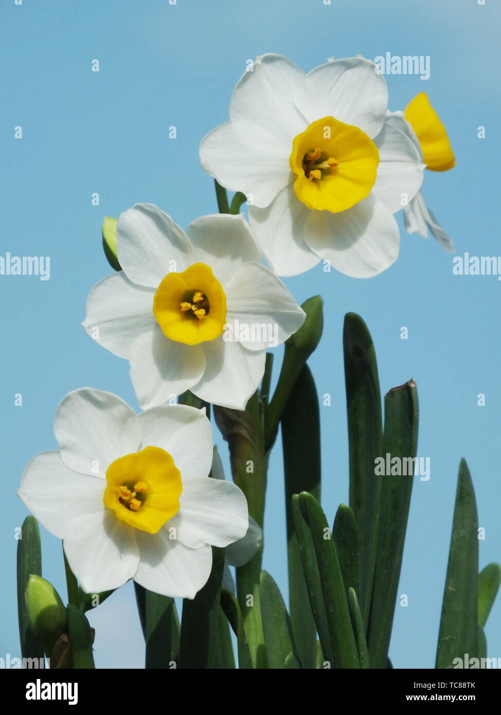 Daffodil close up hi-res stock photography and images - Alamy