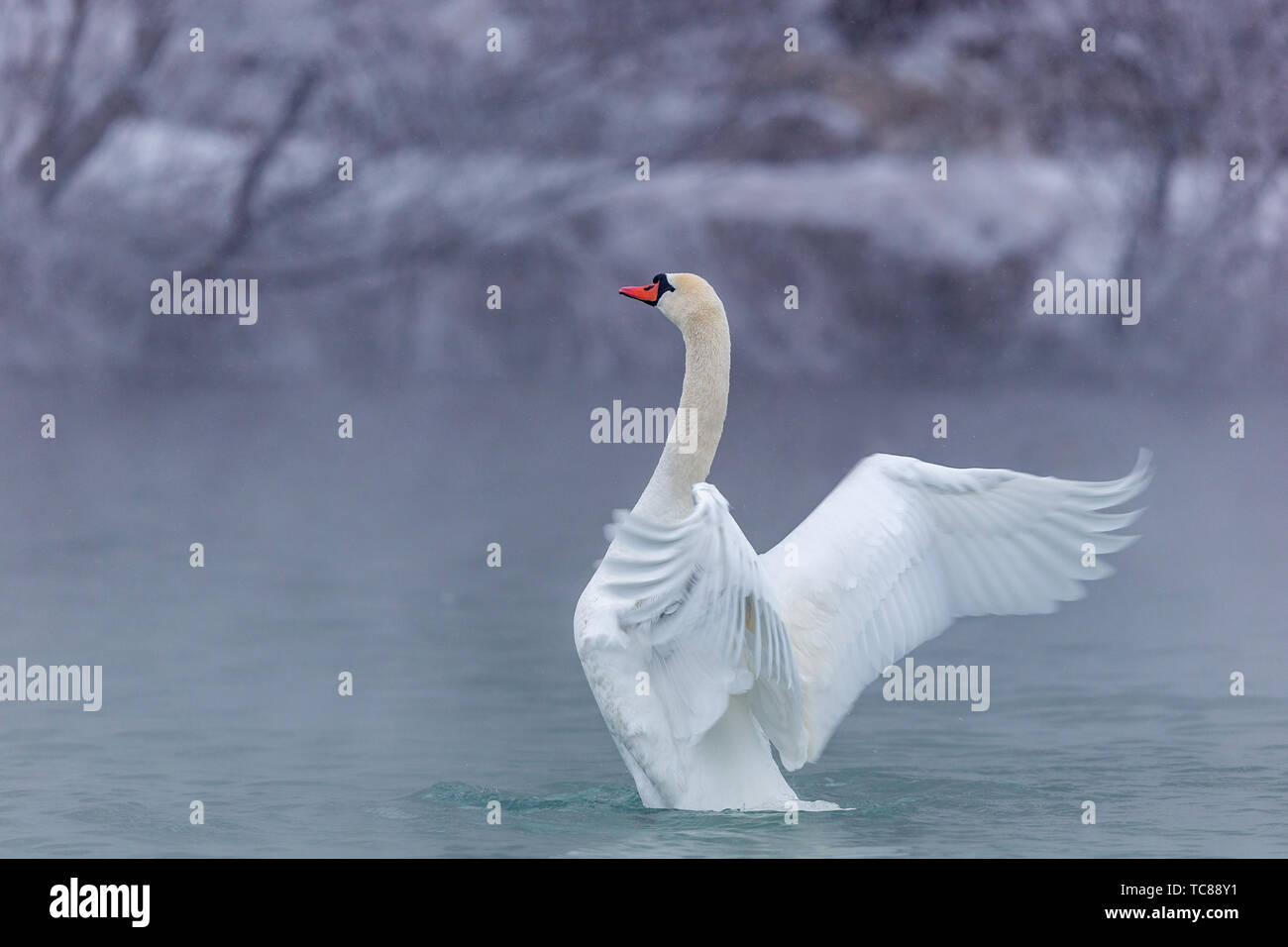 Swan nose hi-res stock photography and images - Alamy