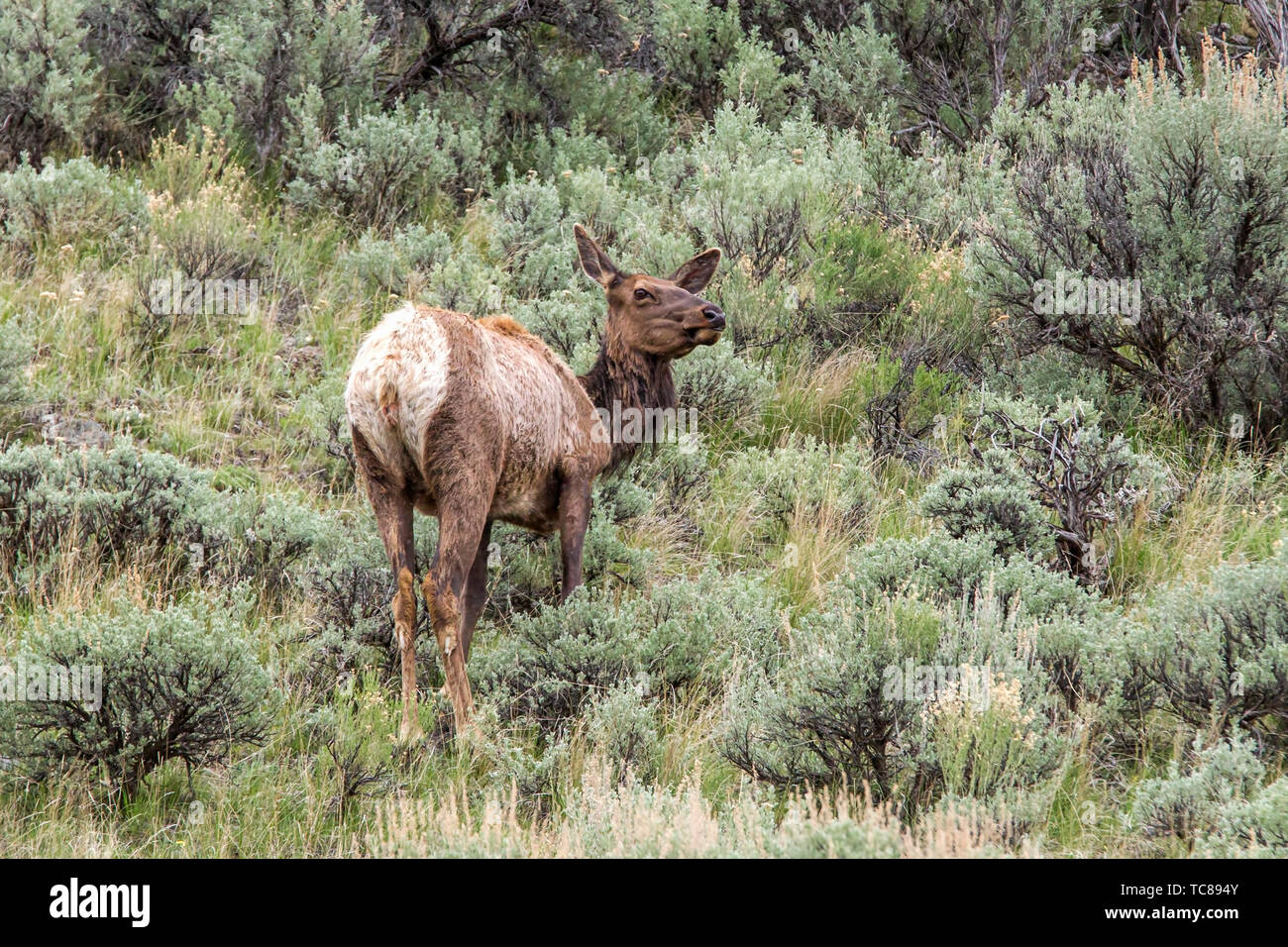 Female elk with male hi-res stock photography and images - Alamy