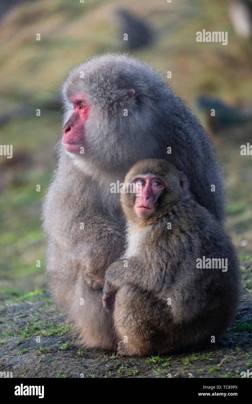 Macaco japones hi-res stock photography and images - Alamy