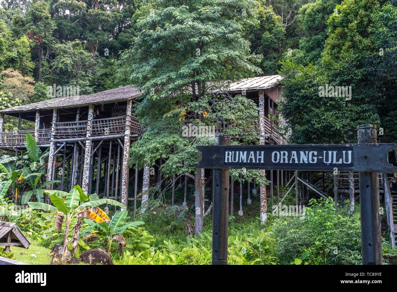 Orang Ulu High Resolution Stock Photography and Images - Alamy