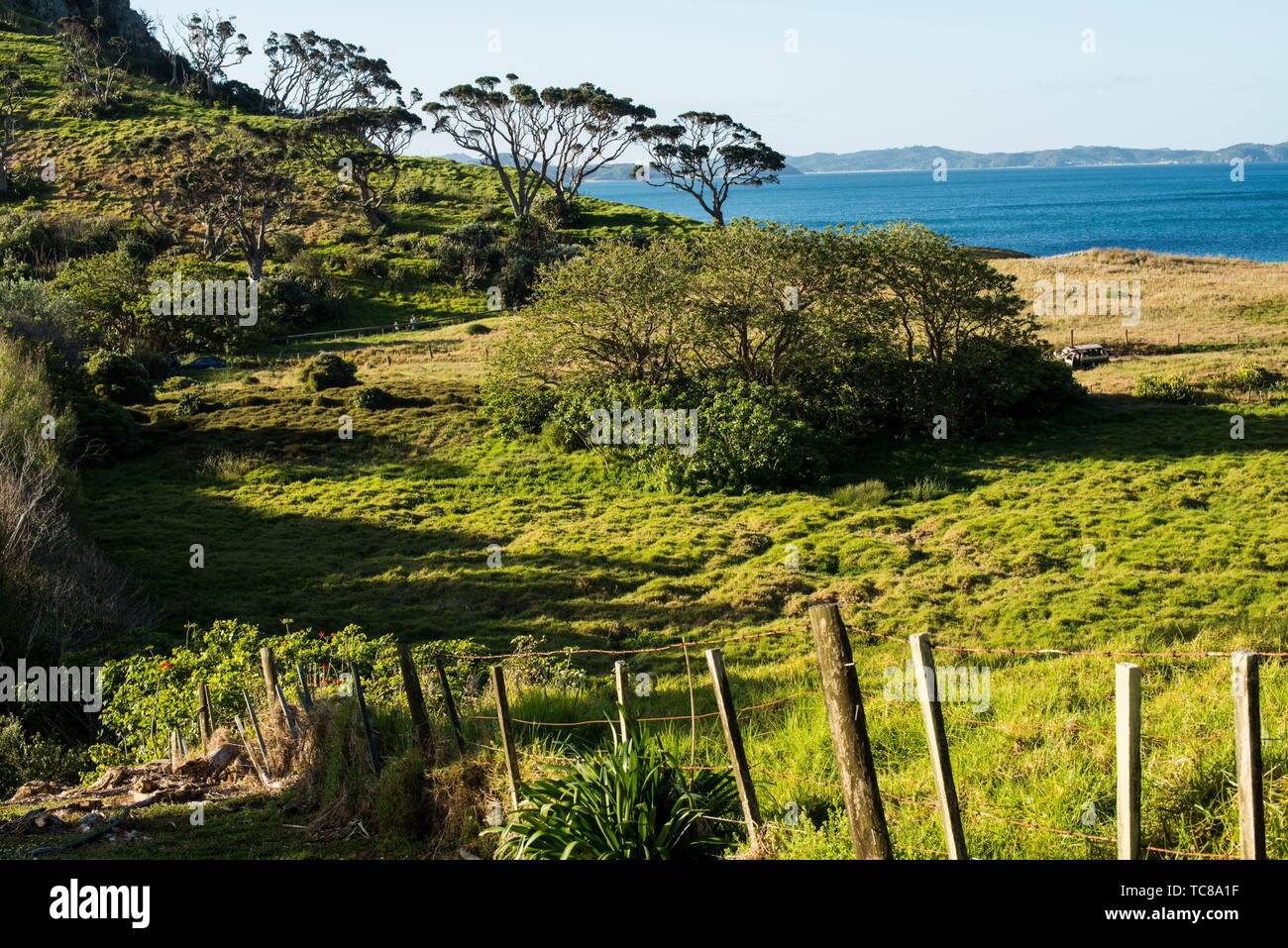 Pataua hi-res stock photography and images - Alamy