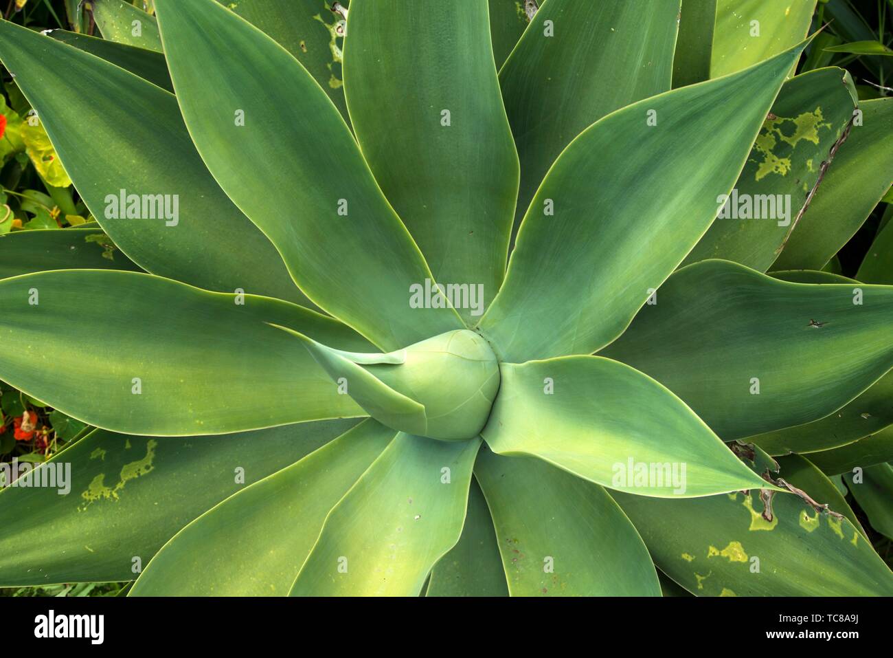 Ahipara High Resolution Stock Photography and Images - Alamy