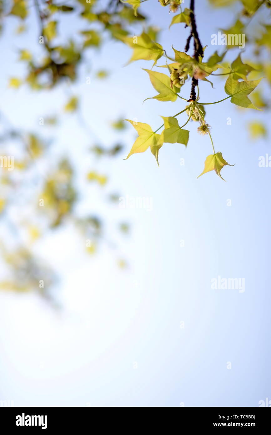Green leaves in the sun Stock Photo - Alamy