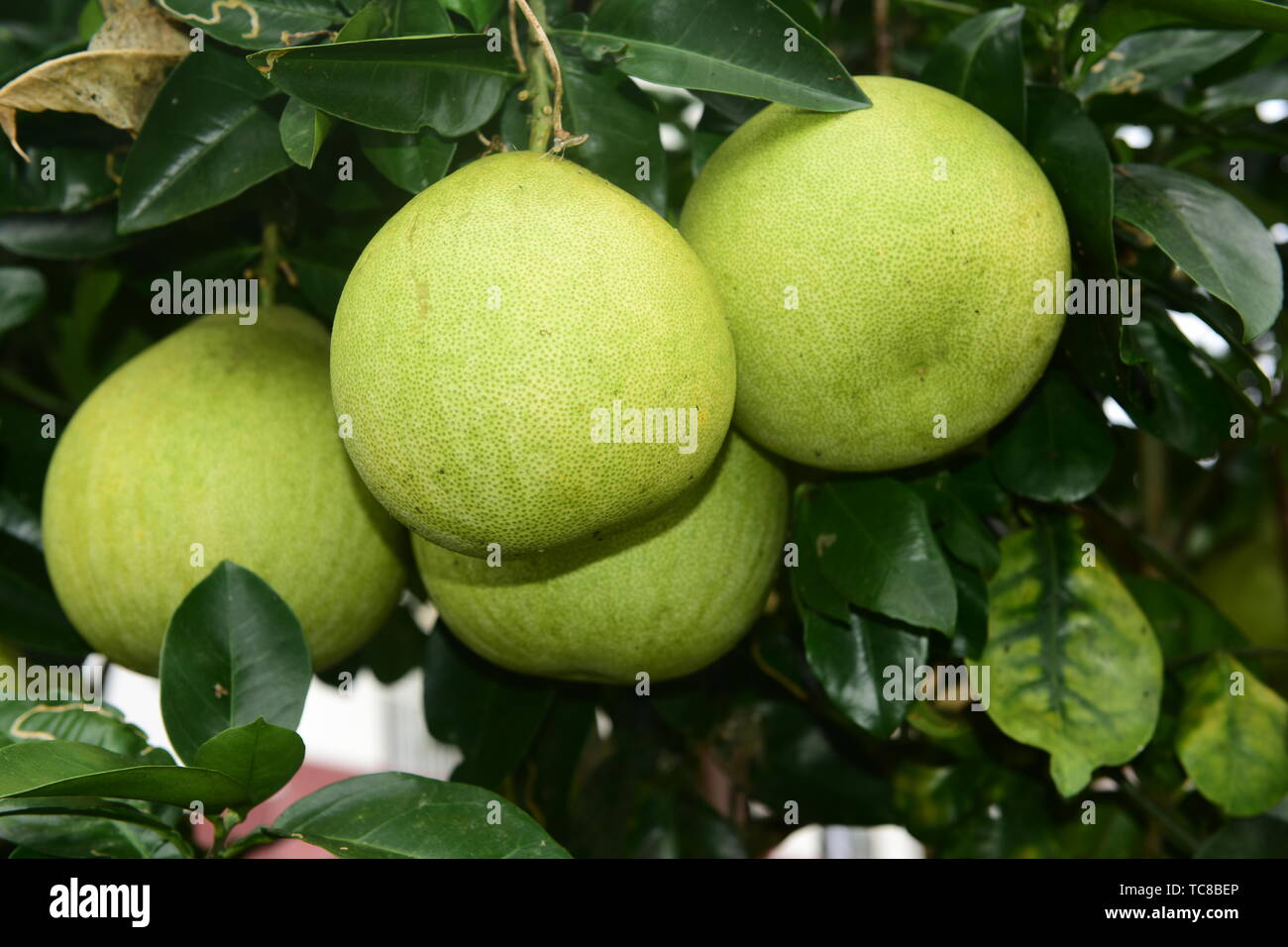 Pomelo planting hi-res stock photography and images - Alamy