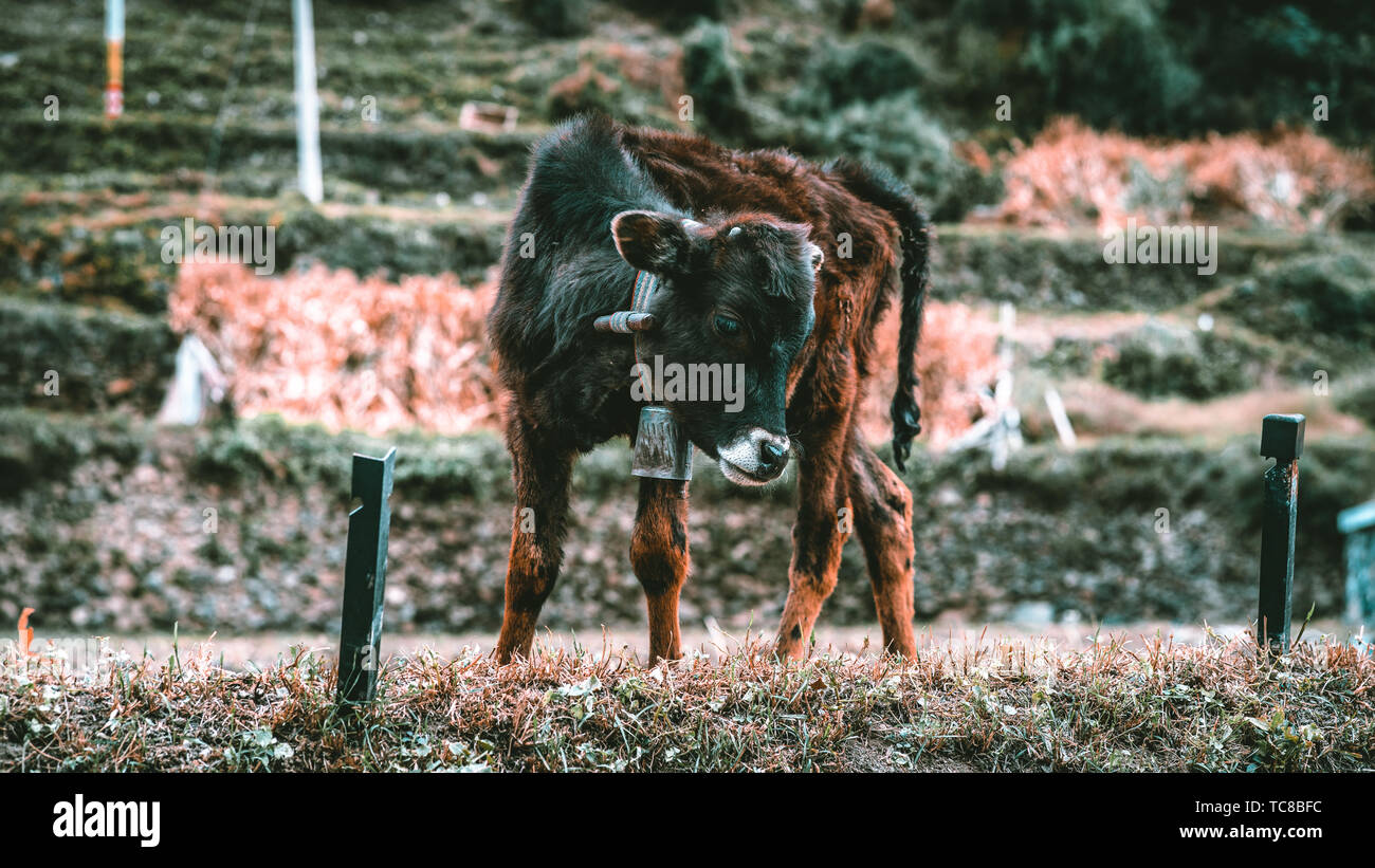 Yunnan animals hi-res stock photography and images - Alamy