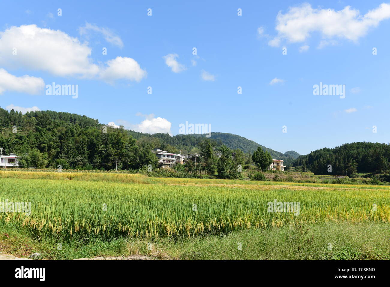 High definition rice hi-res stock photography and images - Alamy