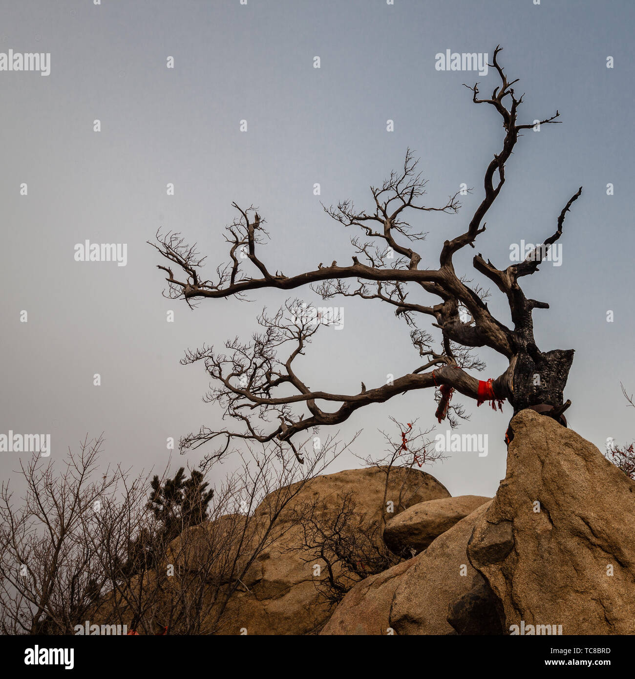 The rock at the top of the mountain is a dead tree hit by thunder Stock ...