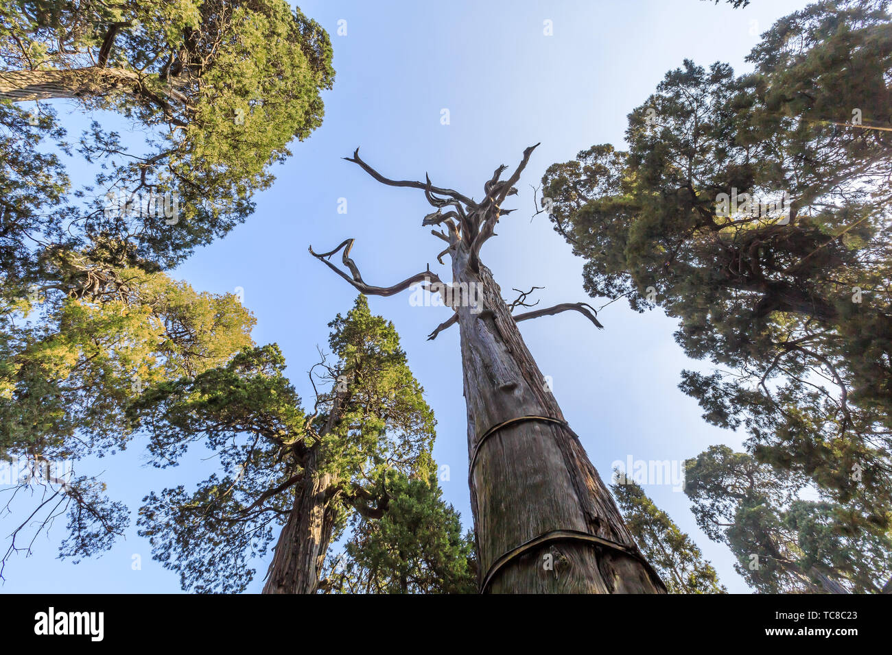 Ancient trees in the Confucius Temple in Qufu, Shandong Province Stock ...