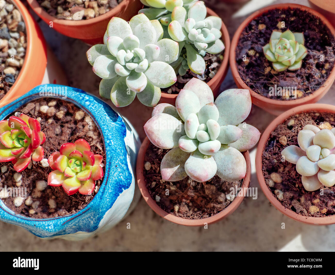 Fleshy plants hi-res stock photography and images - Alamy