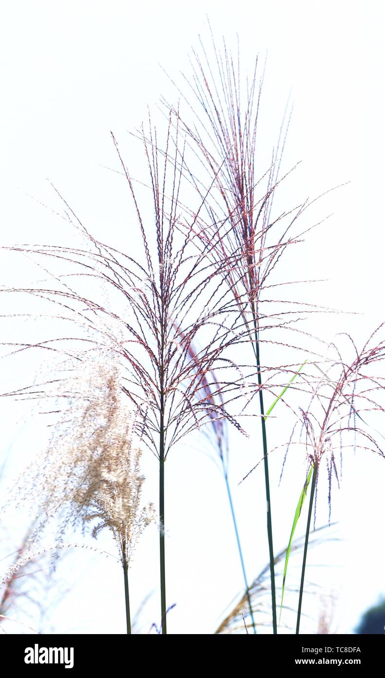 Reed hd hi-res stock photography and images - Alamy